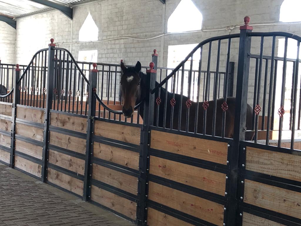 Horse Safaris - Düsternbrook Guest Farm